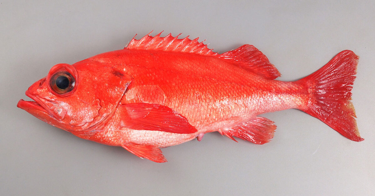 メヌケ | 三賢社